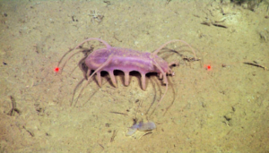 Facts About the Sea Pig: Uncovering the Mystery of the Ocean’s Oddball ...